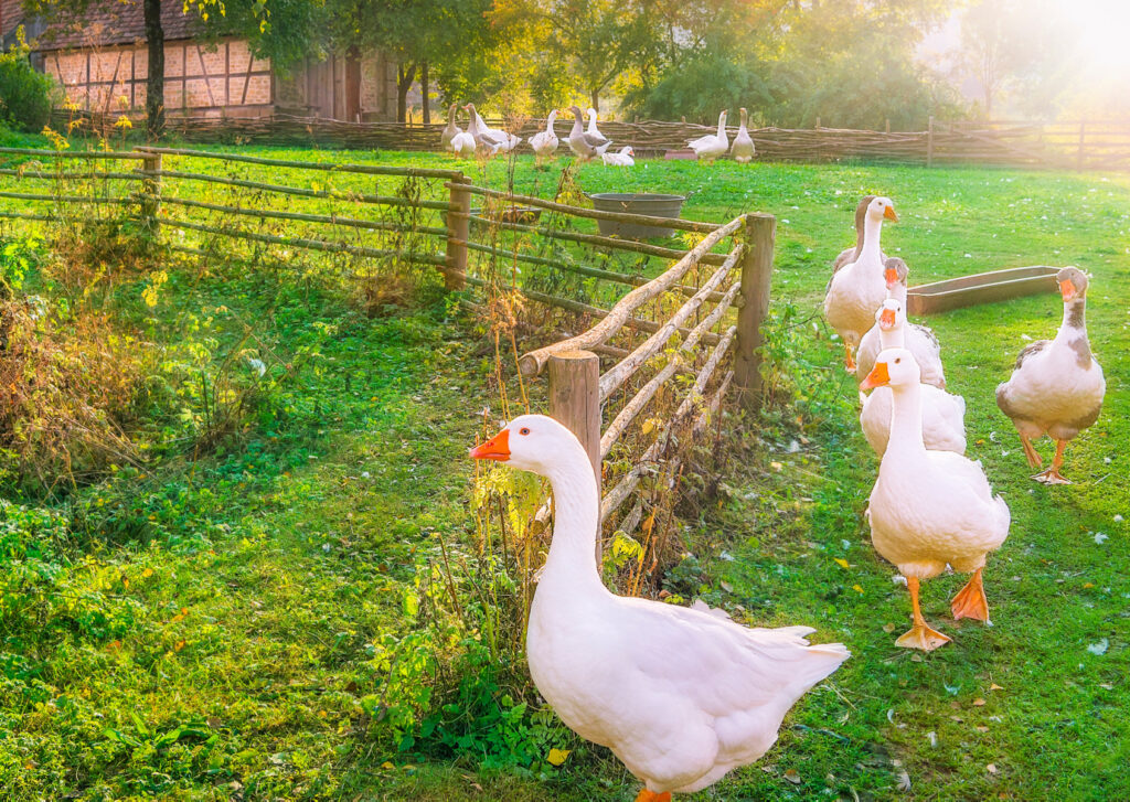 Feeding and Keeping Pet Geese - Backyard Poultry